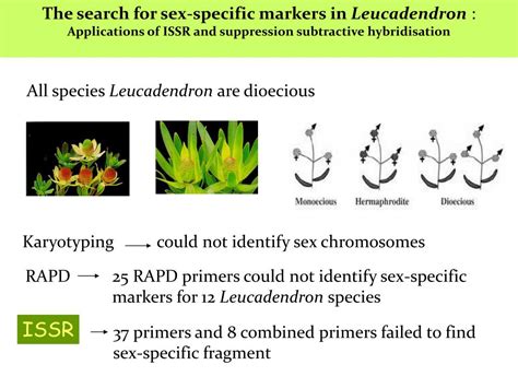 PPT SEX DETERMINATION PowerPoint Presentation Free Download ID