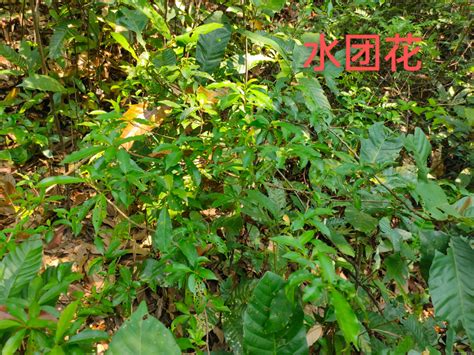 20220912深圳市梧桐山桃花源看植物