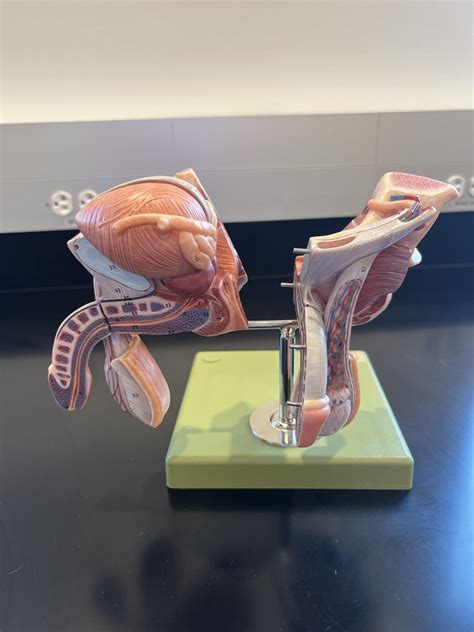 Male Reproductive Diagram Quizlet
