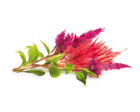 Cockscomb Plant Pods Click And Grow