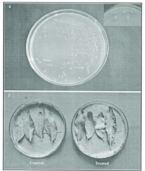 And 5 Isolation Of The Pathogen And Proving Pathogenicity Download