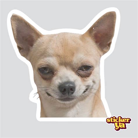 Memes Dr Perro Por Qué Se Llama Cheems La Historia Detrás Del