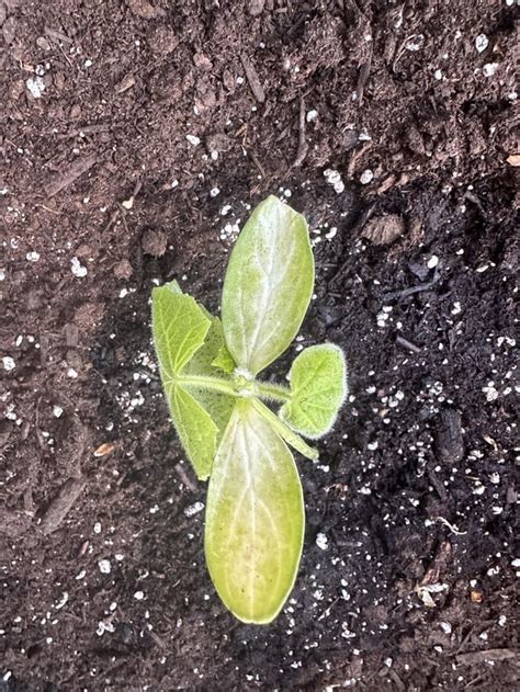 Sunscald R Gardening