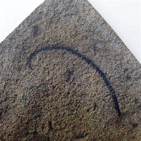 Fossil Alma Silur Nf