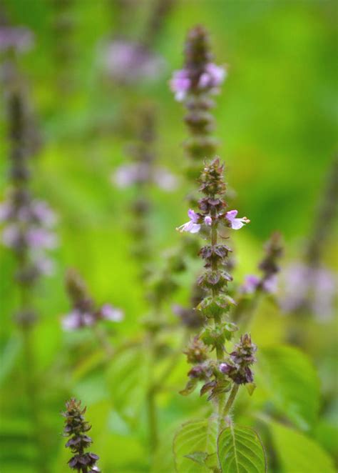 Tulsi Images