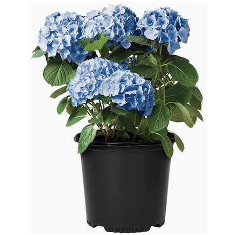 25 Gal Assorted Flowering Shrub Hydrangea 800110 The Home Depot
