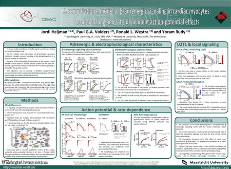 Cardiac Bioelectricity And Arrhythmia Center Cbac Jordi Heijman