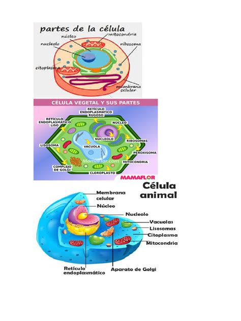 Partes De La Célula Humana Pdf Retículo Endoplásmico Citoplasma