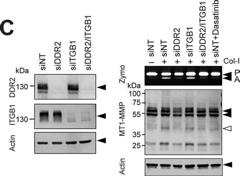 Ddr2 Antibody [unconjugated] Af2538 Novus Biologicals