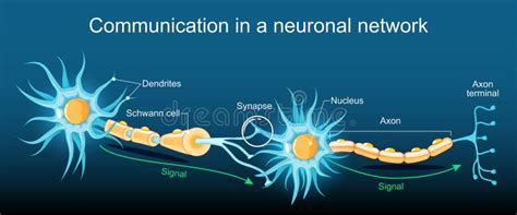 Synapse Between Two Neurons