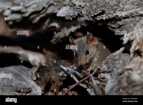 Yellow Footed Antechinus Antechinus Flavipes Peering Out From A