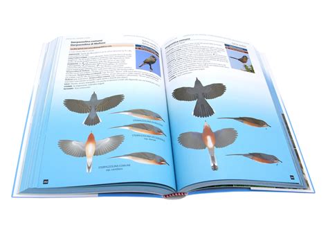 Identificare I Passeriformi Europei In Volo