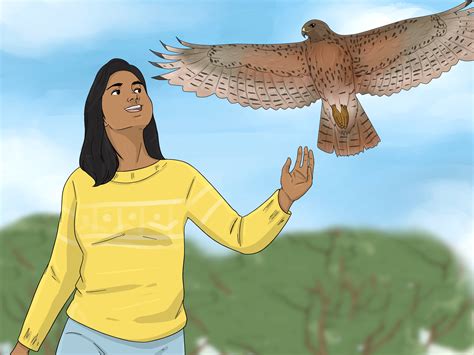 Hawk Spiritual Meaning Cultural Symbolism And Significance
