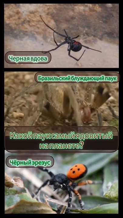 какой паук самый ядовитый на планете Youtube