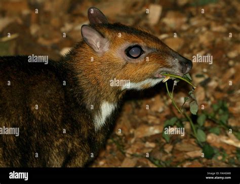 Male Philippine Mouse Deer Tragulus Nigricans Aka