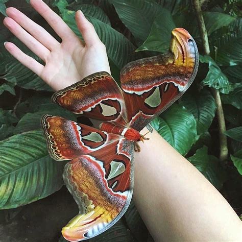 The Atlas Moth Is Considered Among The Largest Moths In The World R