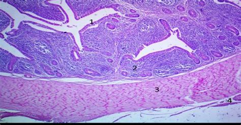 Histological Cecal Tonsil Of The Turkey Cecal Tonsil Four Layers Of