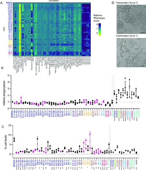 Deep Phenotyping Reveals Heterogeneity In In Vitro And Host Response Download Scientific