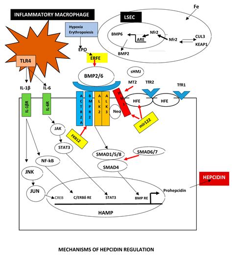 Hfe Related Hemochromatosis May Be A Primary Kupffer Cell Disease