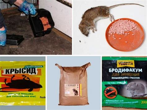 Крысиный яд: как действует, опасность, симптомы отравления