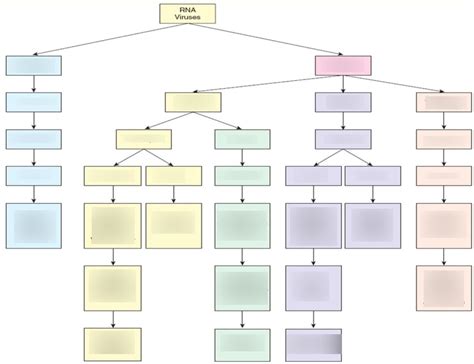 Rna Diagram Quizlet