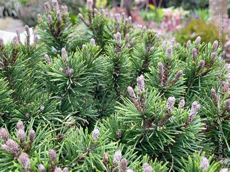 Pinus Mugo ‘slowmound