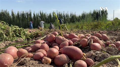 سږ کال د کچالو حاصلات ښه شوي او هم یې په بازار کې بیې ښې دي د بلخ