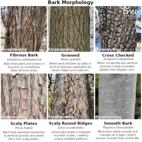 17 Different Types Of Cedar Trees And Their Identifying Features