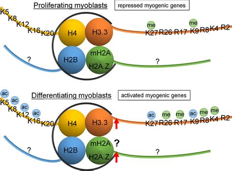 Post Translational Histone Modification O GlcNAcylation Regulates The