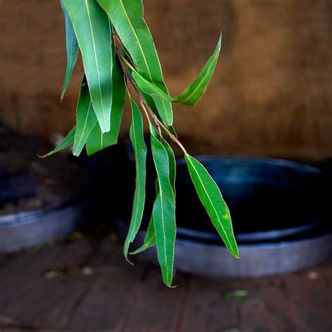 Eucalyptus Citriodora Essential Oil Kaapi Ingredients