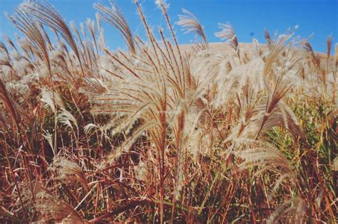 10월 제주여행 가을 억새 오름 추천 제주 서쪽 새별오름 궷물오름 네이버 블로그
