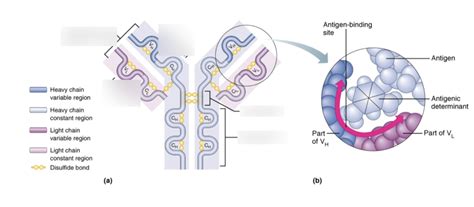 Antigen Binding Diagram Quizlet