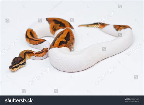 Pumpkin Pied Ball Python
