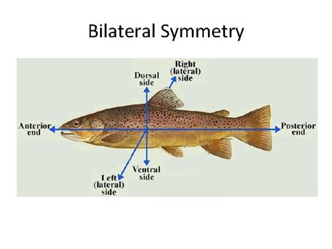 Marine Worms Bilateral Symmetry 6 New Things That