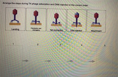 Solved Arrange The Steps During T4 Phage Adsorption And Dna