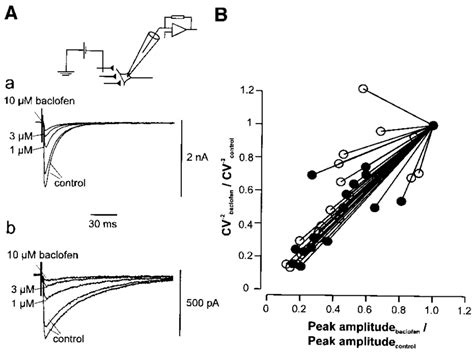 Comodulation Of Glyr And Gaba A R Mediated Ipsc Components By