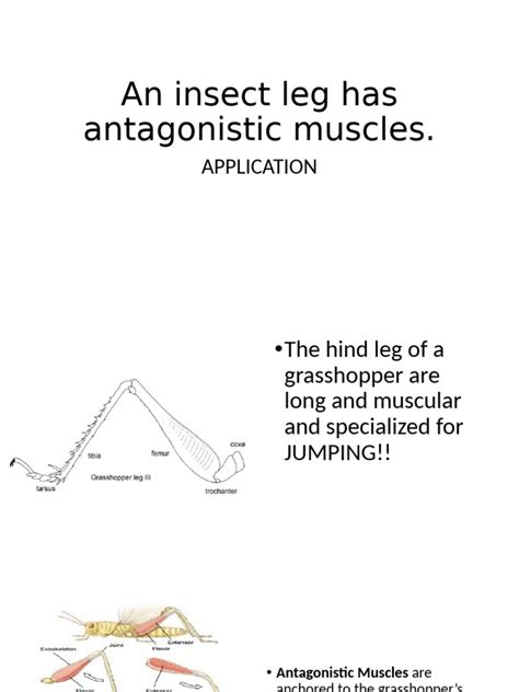 Grasshopper Pdf