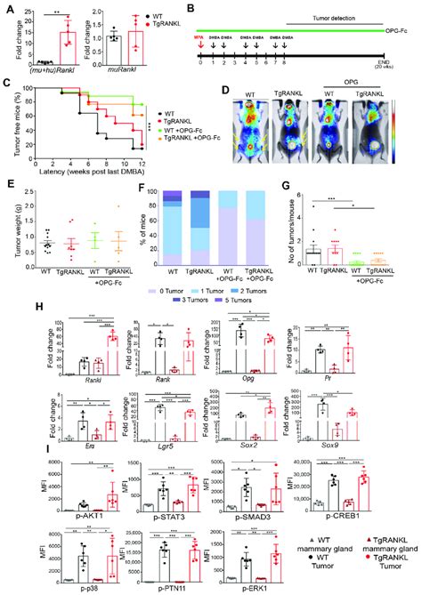 Comparison Of Mpadbma Induced Mammary Tumorigenesis Between Wt And