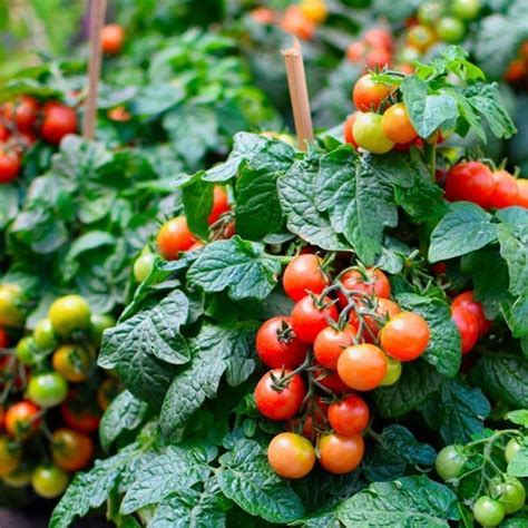 Micro Dwarf Tiny Tim Early Micro Dwarf Tomato
