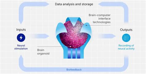 Organoid Intelligence Combining Computing With Brain Organoids