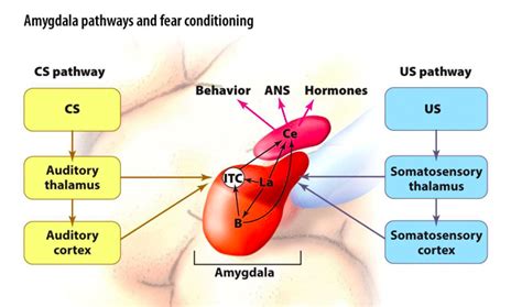 Diagram Of Fear Conditioning Quizlet