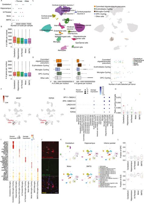 tracking cell type specific temporal dynamics in human and mouse brains