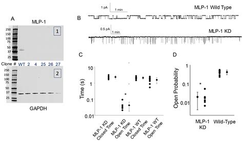 Pip2 Interacts Electrostatically With Marcks Like Protein 1 And Enac In Renal Epithelial Cells