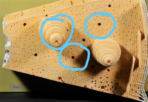 Bone Wedge Model Flashcards Quizlet