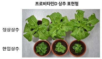 제35호 A 벤처스에 지플러스생명과학…유전자가위 기술 활용 농작물 육종