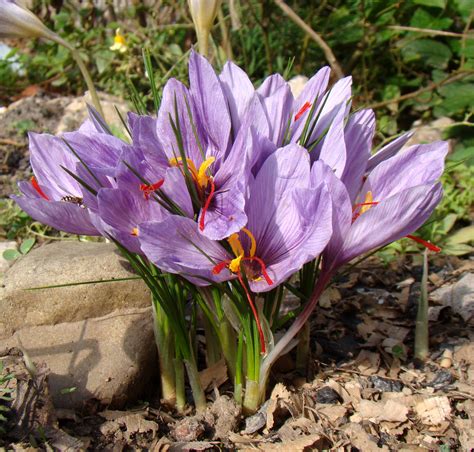 Precious Spice From Your Own Crocus Laidback Gardener