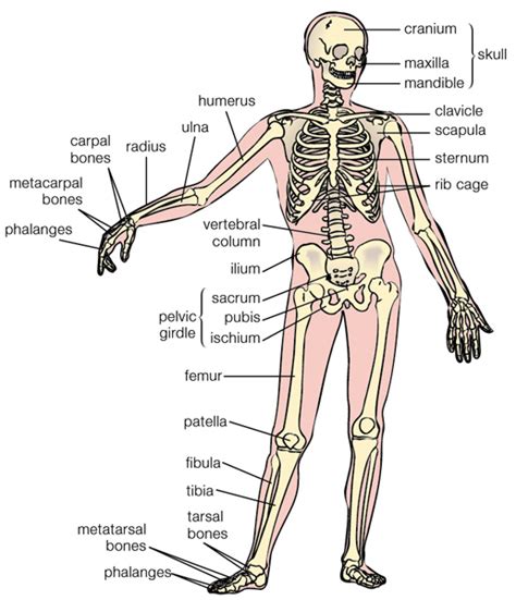Human Bone Anatomy