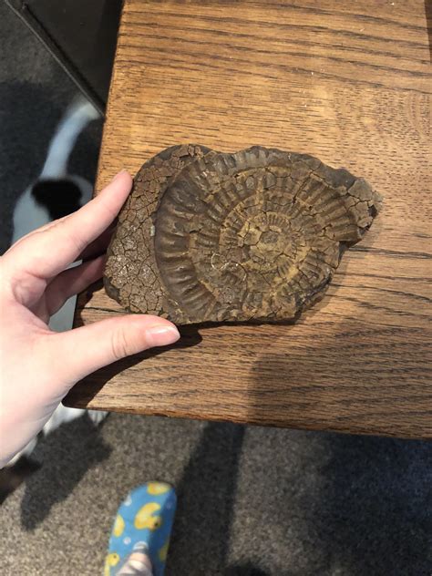 Found This On A Beach On The East Coast Of The UK R Fossilid