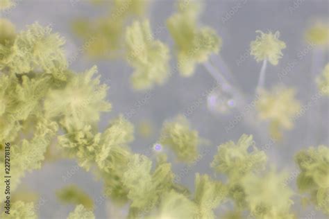 Close Up Of Aspergillus Oryzae Is A Filamentous Fungus Or Mold That Is