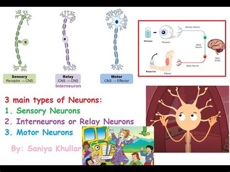 Sensory Motor And Interneurons
